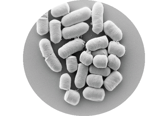Understand the classification of probiotics - Probi