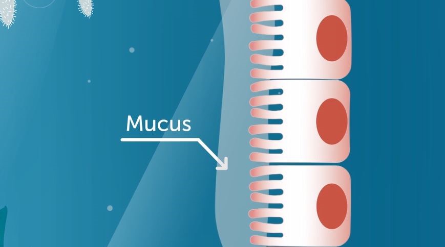 Four vital functions of the gut microbiota - Probi