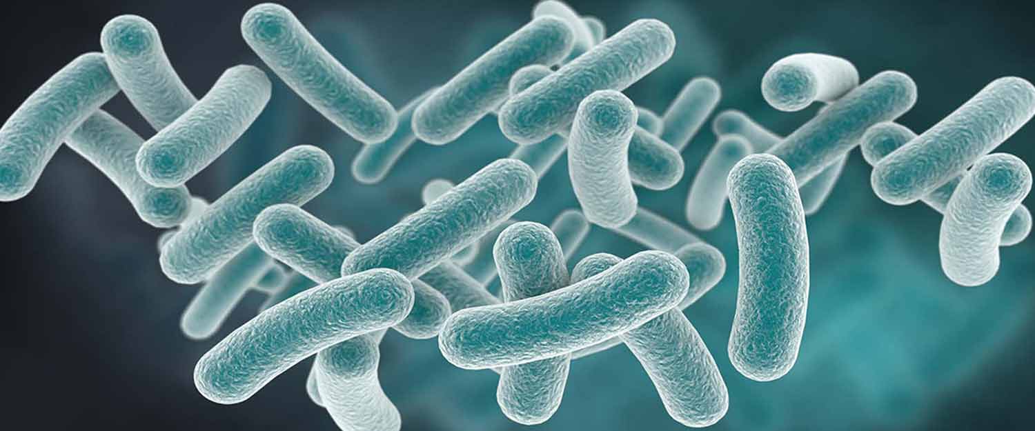Understand the classification of probiotics - Probi