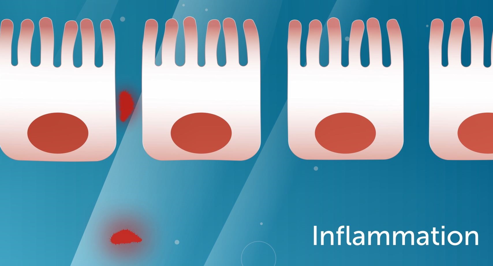 Four vital functions of the gut microbiota - Probi